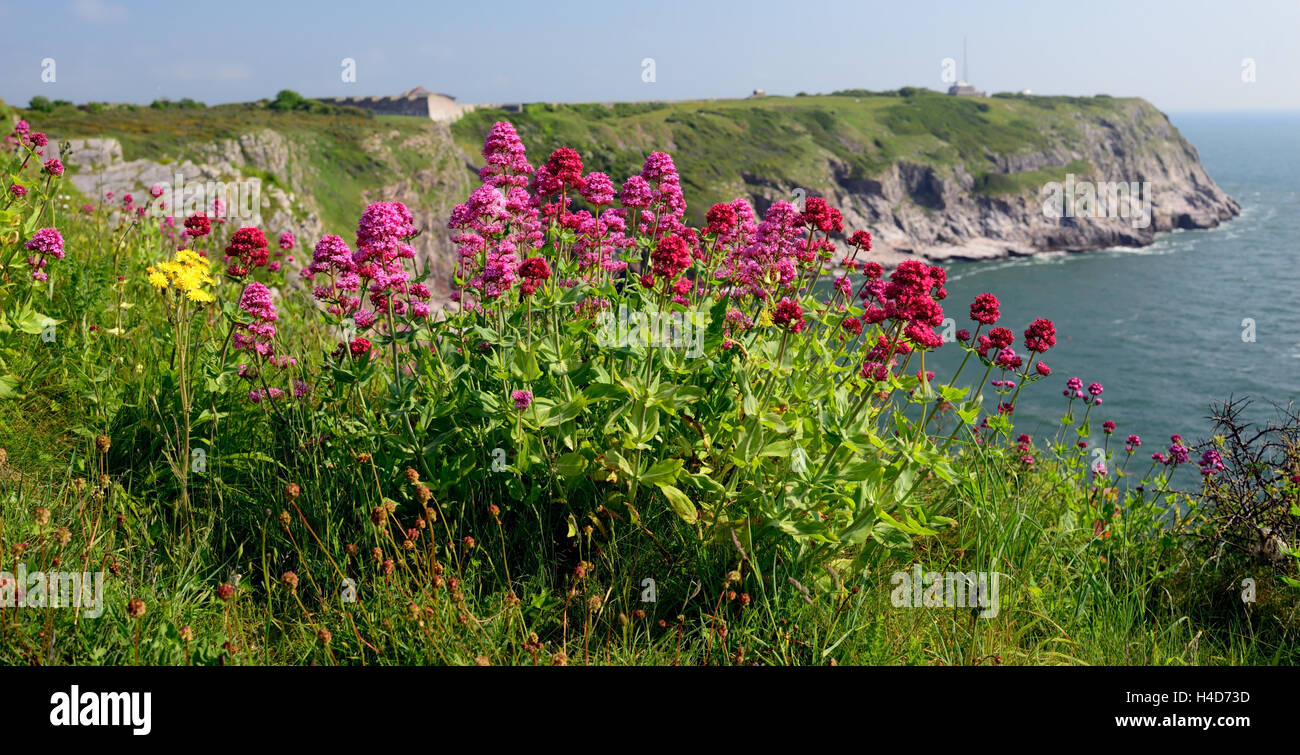 Red Valerian (Centranthus ruber) growing on the cliff-tops at Berry ...