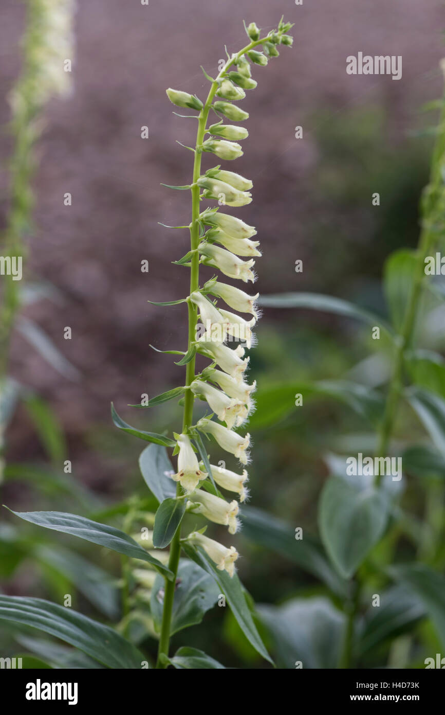 Digitalis lutea flower spike hi-res stock photography and images - Alamy