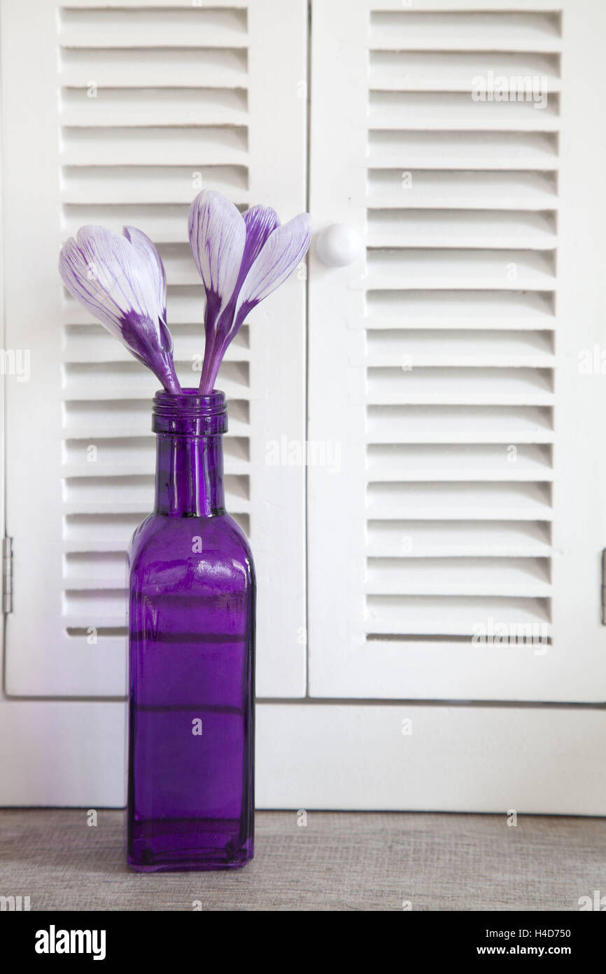 Crocuses in glass vase Stock Photo - Alamy