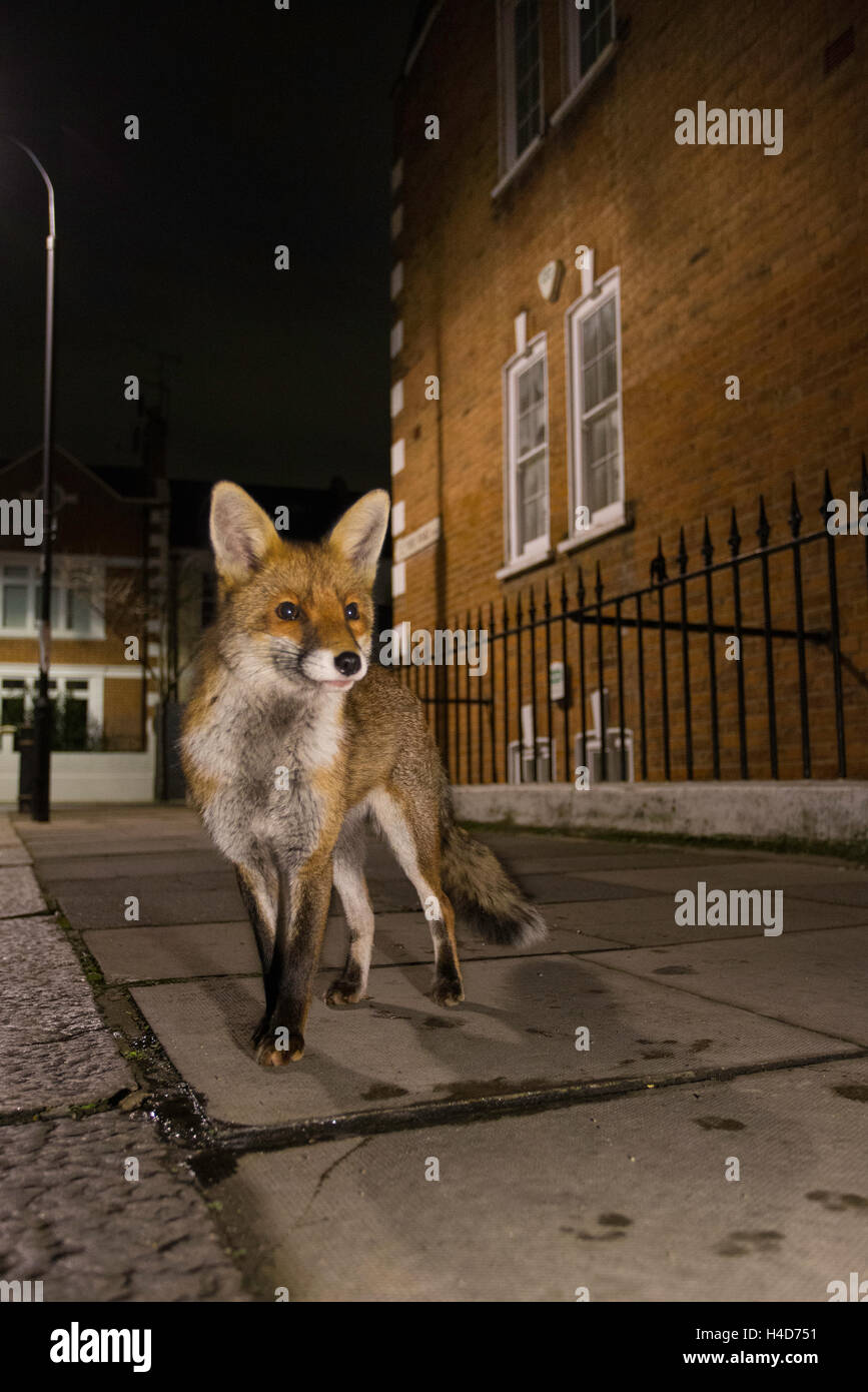 Urban fox night in london hi-res stock photography and images - Alamy