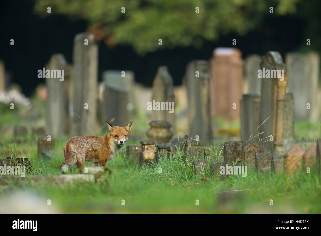 Fox graveyard hi-res stock photography and images - Alamy