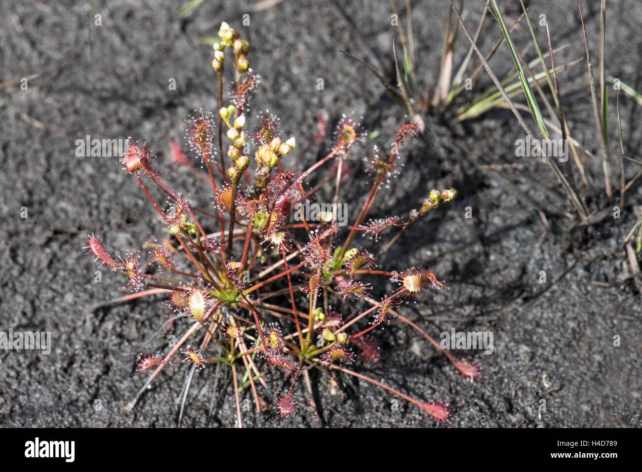 Spatulate leaves hi-res stock photography and images - Alamy