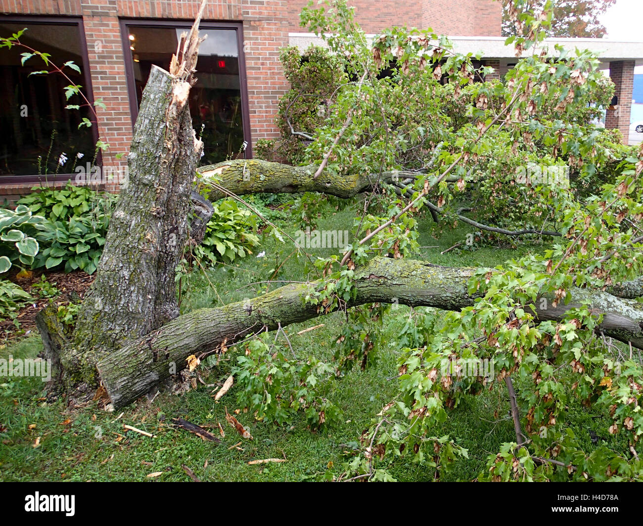 Cause tree damage hi-res stock photography and images - Alamy