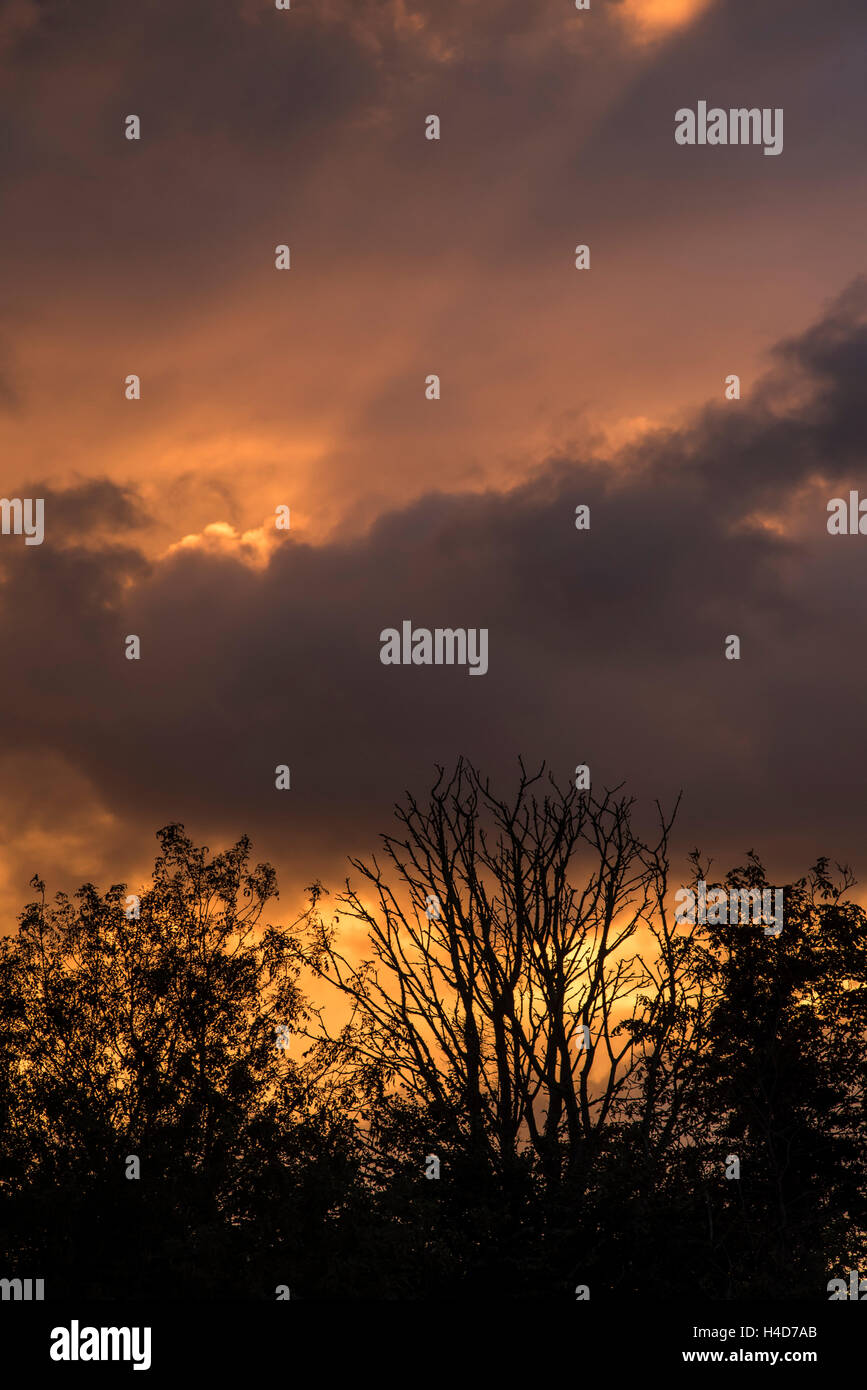 Sun filtering through trees hi-res stock photography and images - Alamy