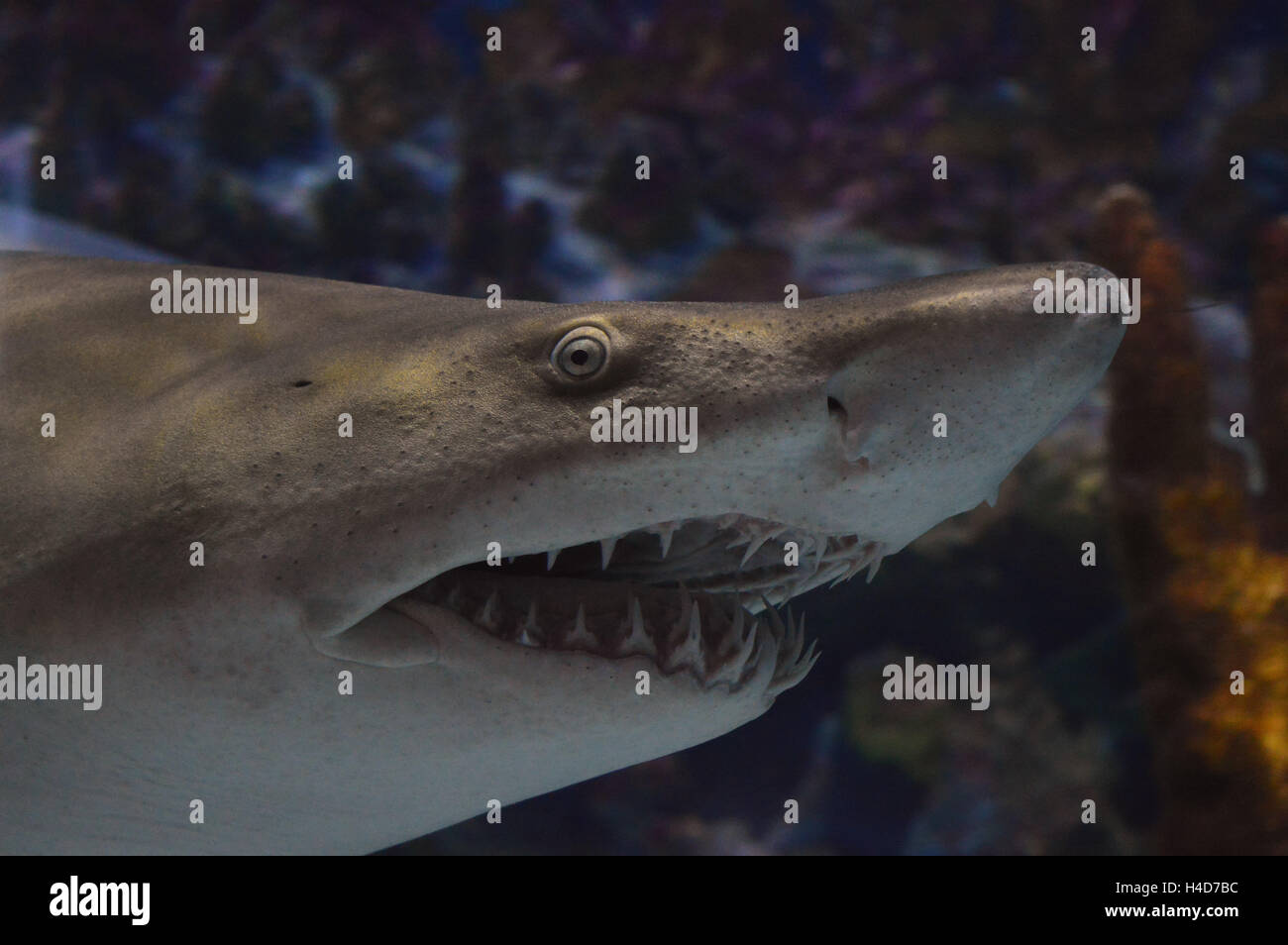 Shark face hi-res stock photography and images - Alamy