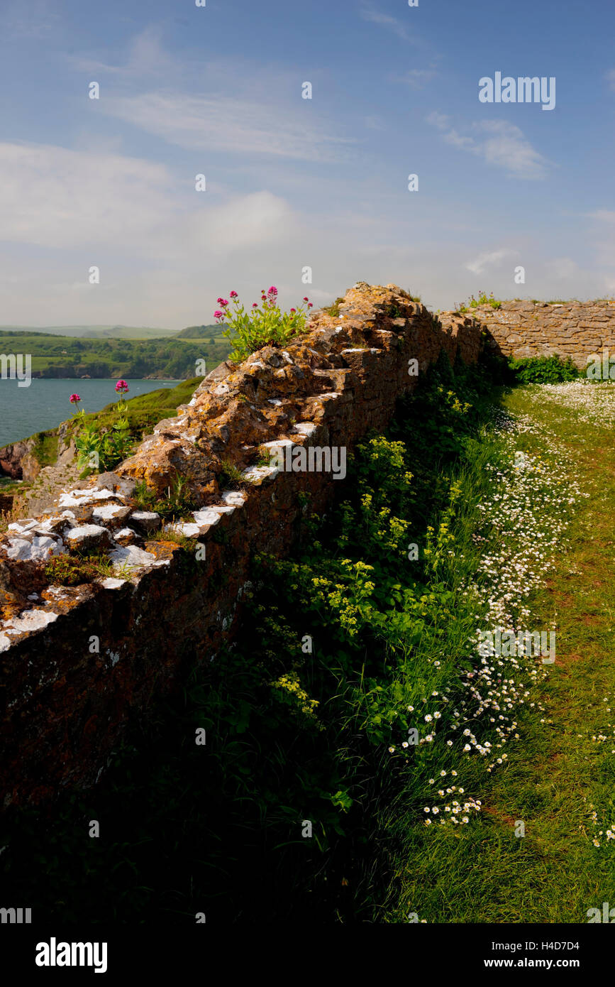 Wildflowers growing along the old wall of the Napoleonic fort at Berry ...