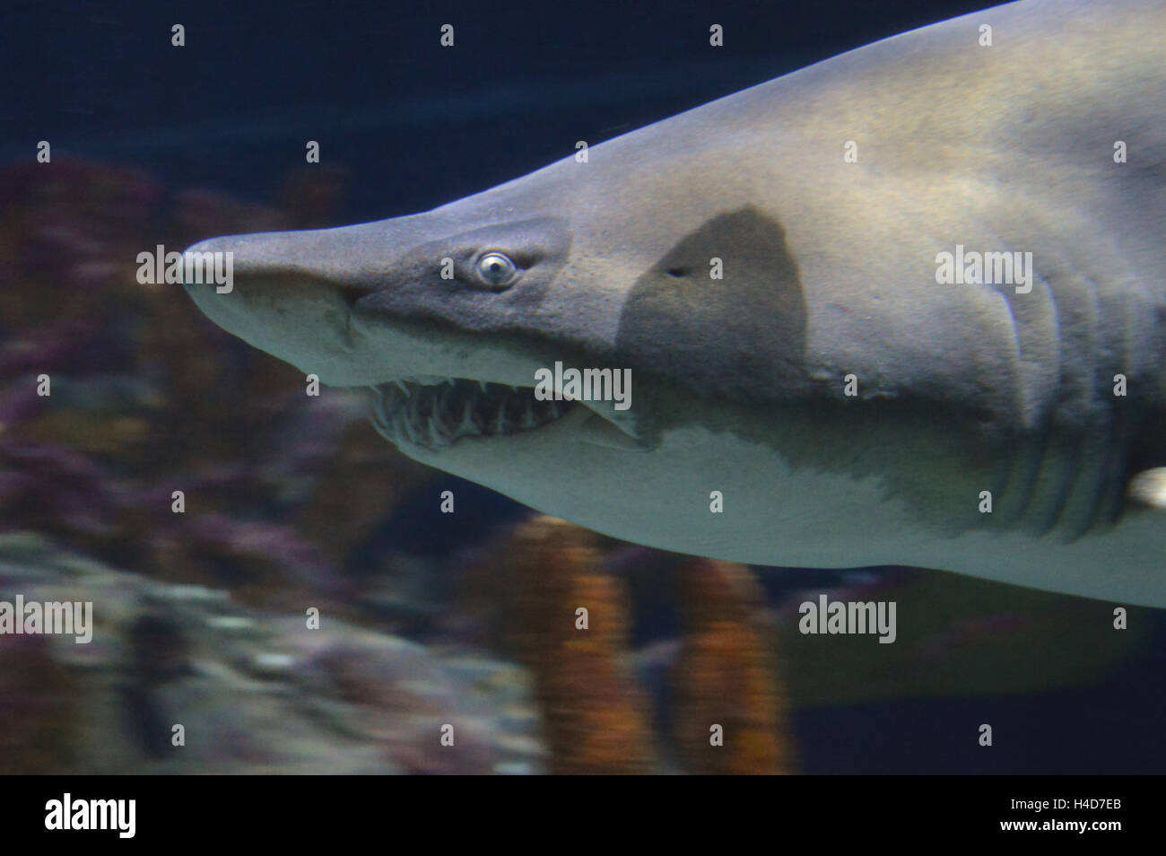 Shark face hi-res stock photography and images - Alamy