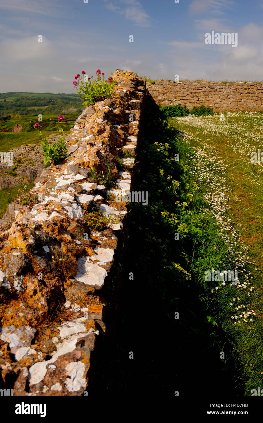 Wildflowers growing along the old wall of the Napoleonic fort at Berry ...