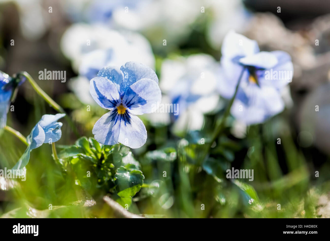 Blue pansy in nature hi-res stock photography and images - Alamy