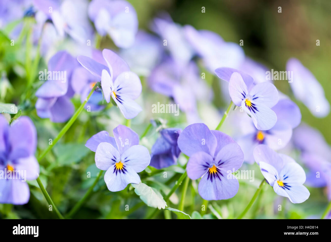 Small luminous bedding pansy after rain in the back light Stock Photo ...