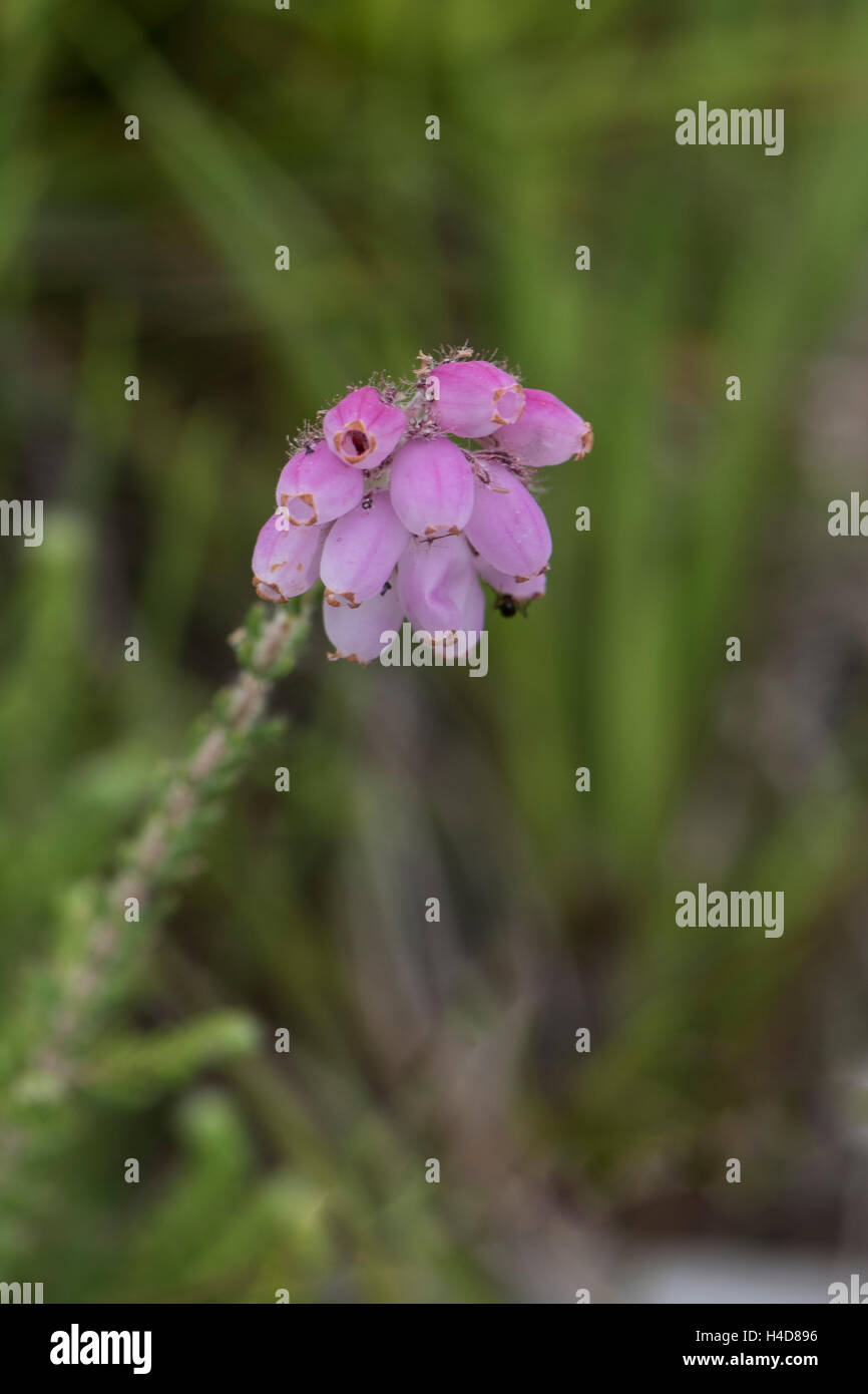 Erica tetralix, Cross-leaved Heath, growing in damp heathland, Surrey ...