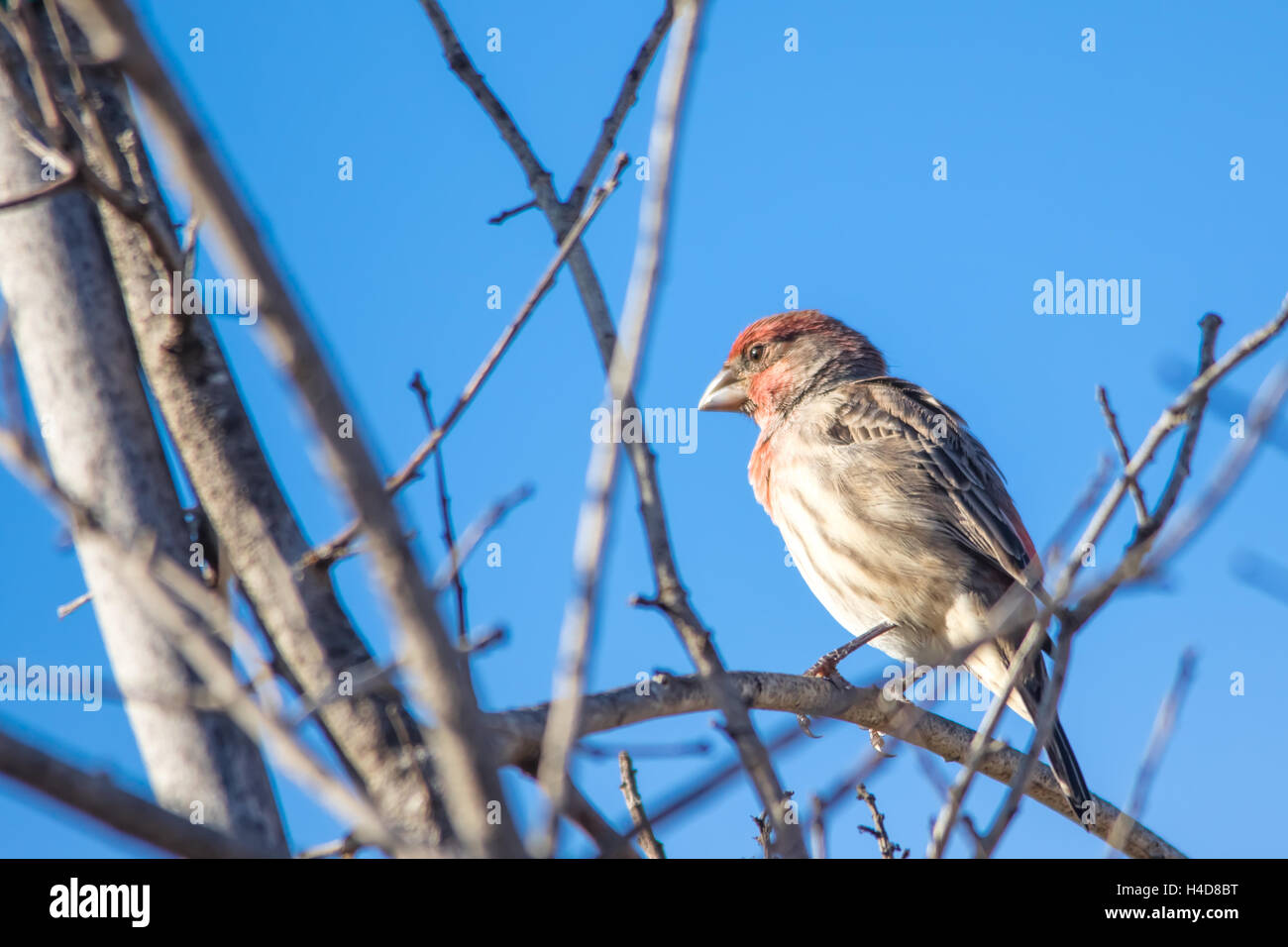 California house finch hi-res stock photography and images - Alamy