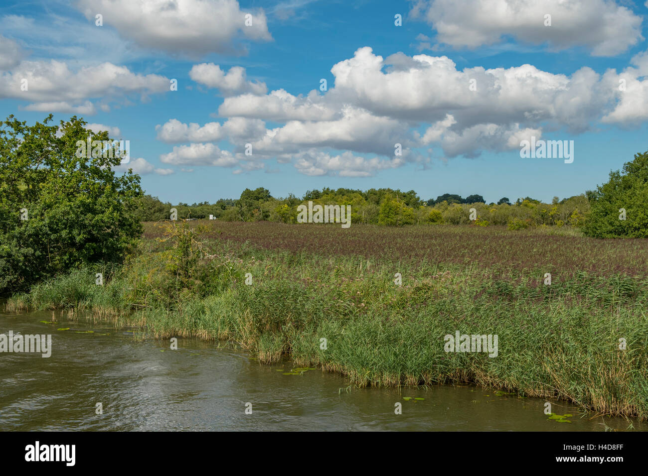 Boats on river bure horning hi-res stock photography and images - Alamy