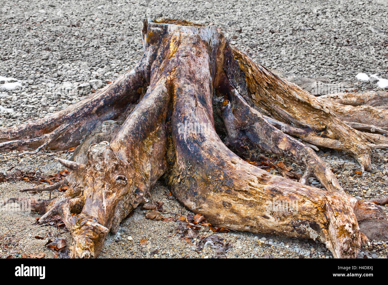 Dead Octopus Stock Photos & Dead Octopus Stock Images - Alamy