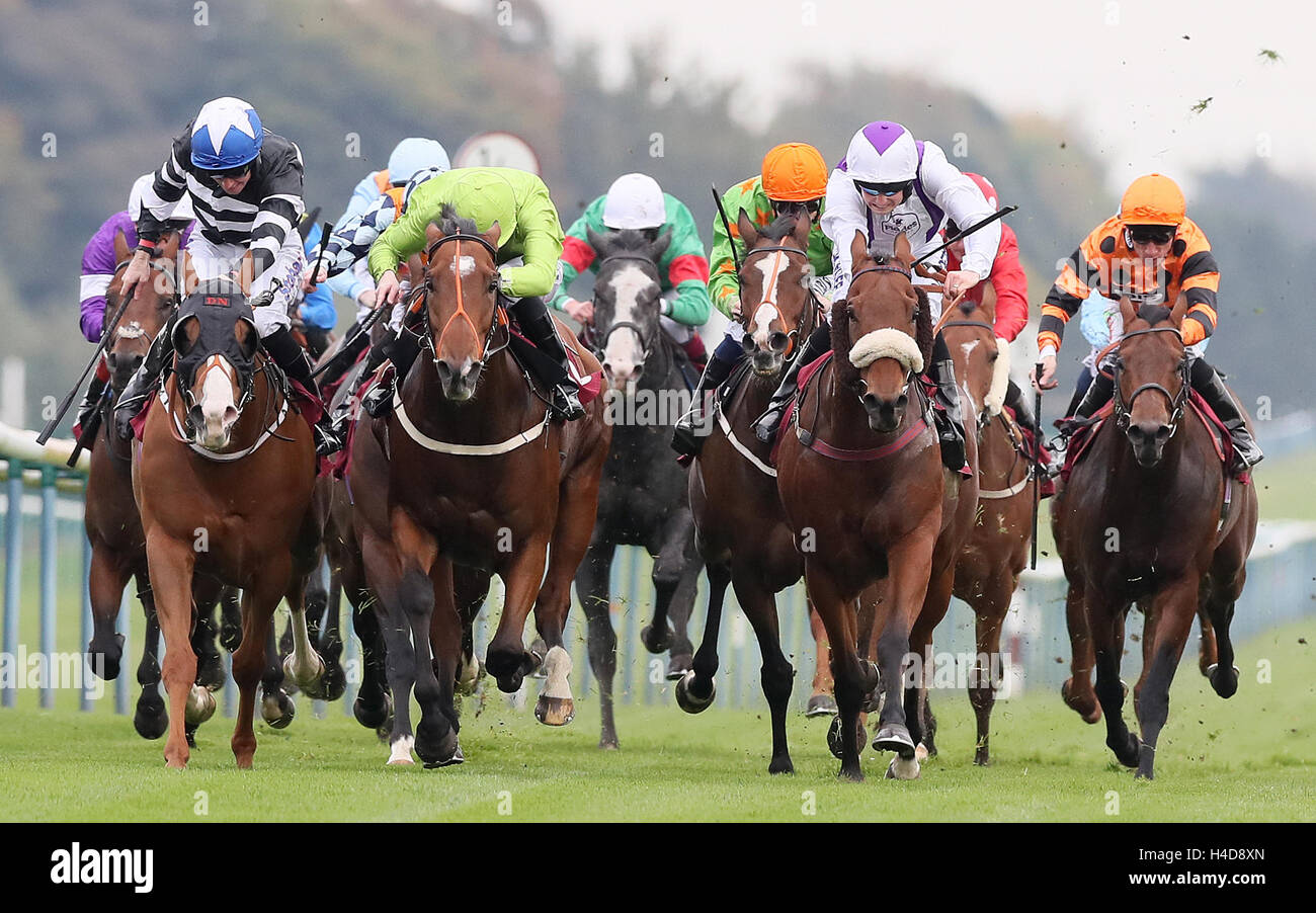 Knowsley road horse hi-res stock photography and images - Alamy