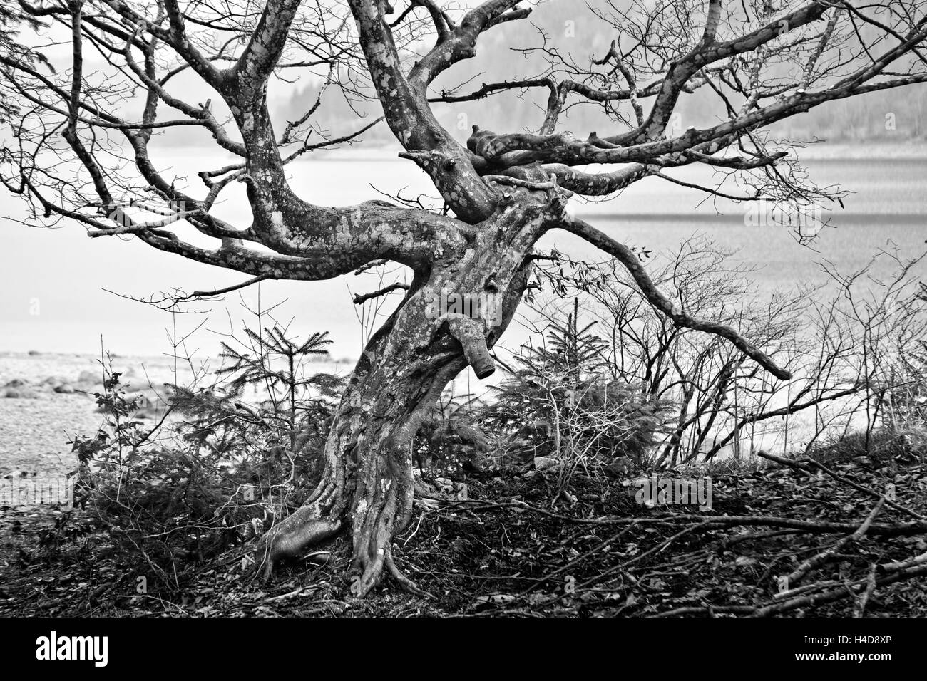 gnarled tree in the lake Stock Photo - Alamy