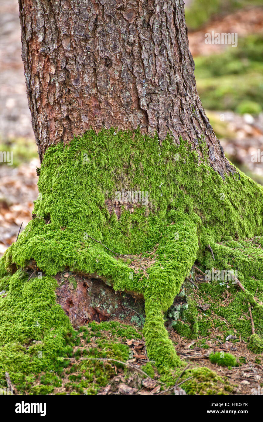 Moss in the spruce strain Stock Photo - Alamy