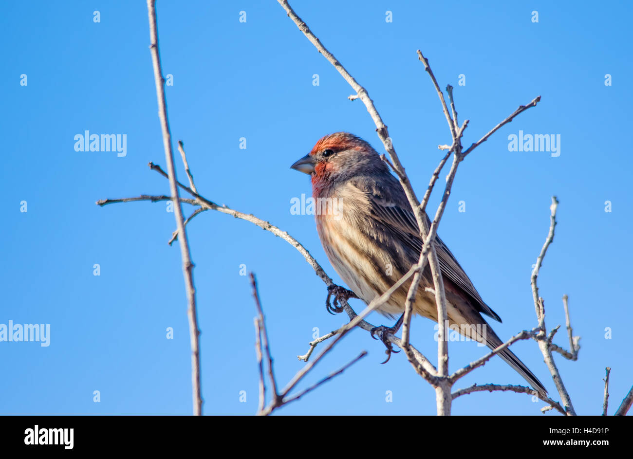House finch face hi-res stock photography and images - Alamy