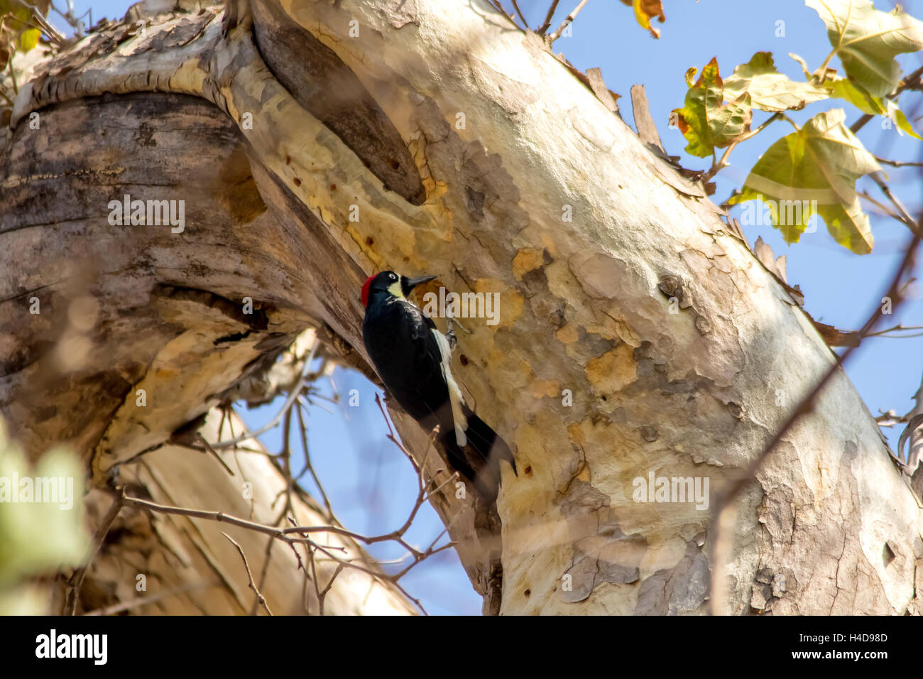The Acorn Woodpicker Picking Tree Trunk for Acorn Stock Photo - Alamy