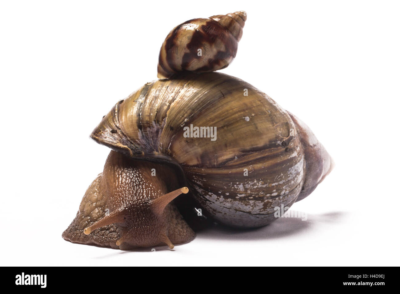 Giant snail hi-res stock photography and images - Alamy