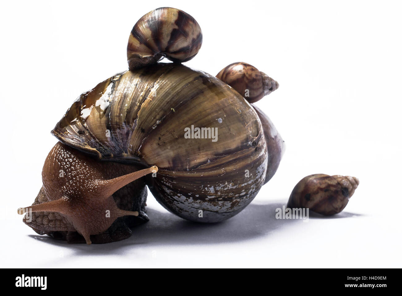 African giant snail hi-res stock photography and images - Alamy