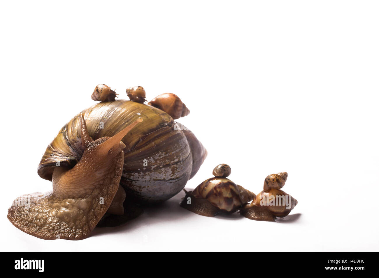 Baby African Snails at Jaclyn Glenn blog