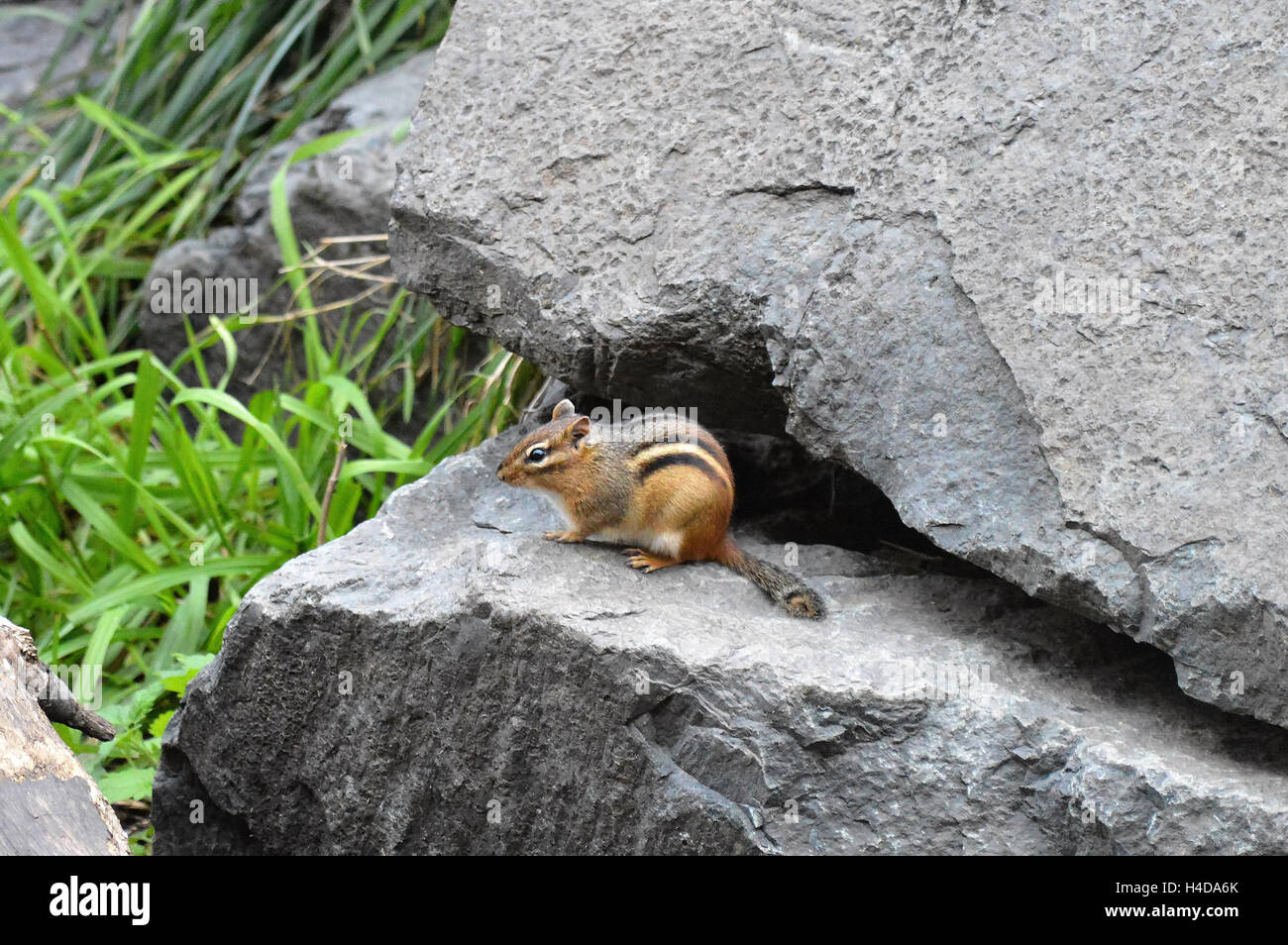 Black chipmunk hi-res stock photography and images - Alamy