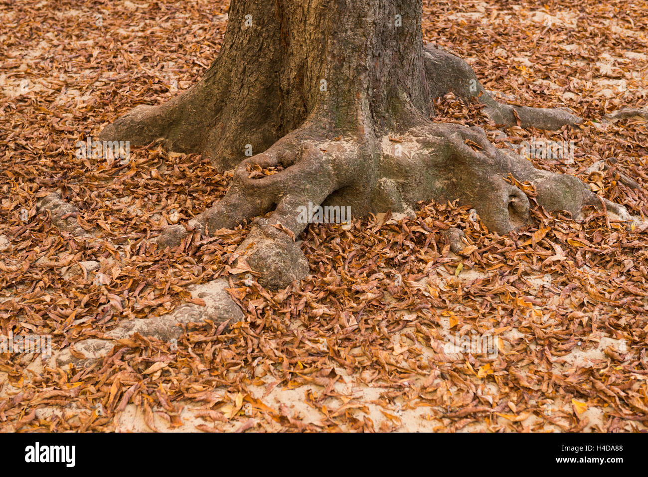 Tree roots in autumn Stock Photo - Alamy