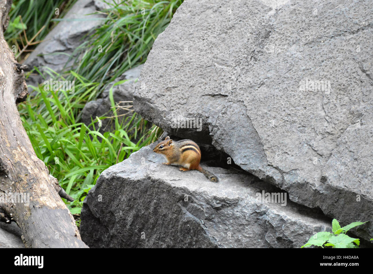 Gray chipmunk hi-res stock photography and images - Alamy