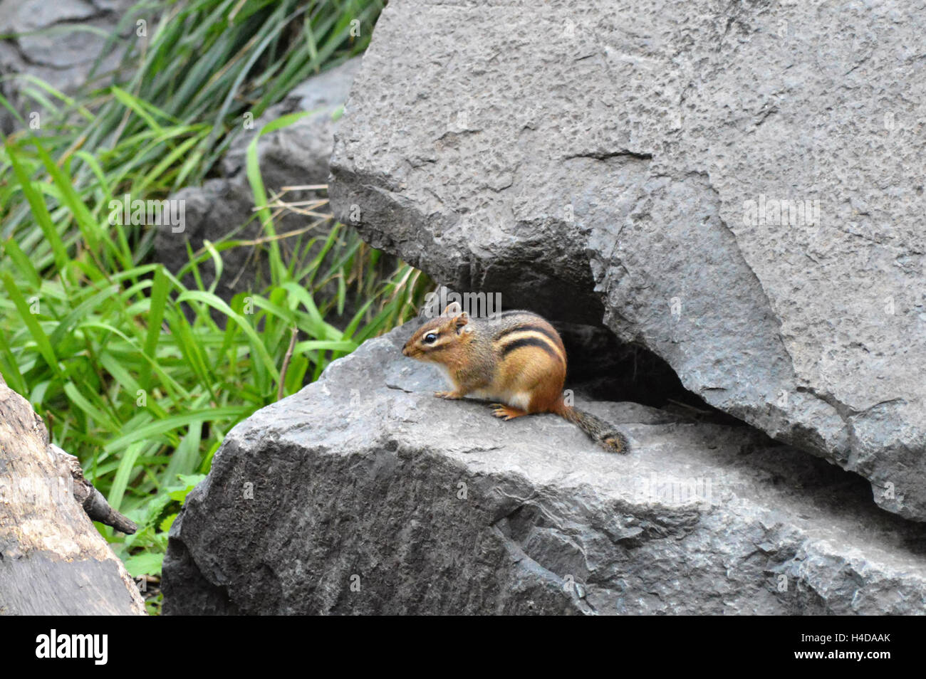 Black chipmunk hi-res stock photography and images - Alamy