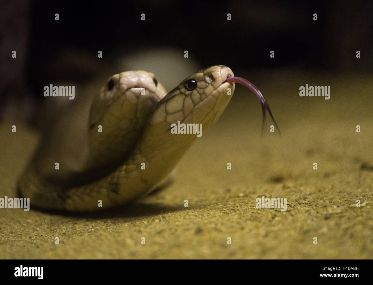 Two cobras hi-res stock photography and images - Alamy