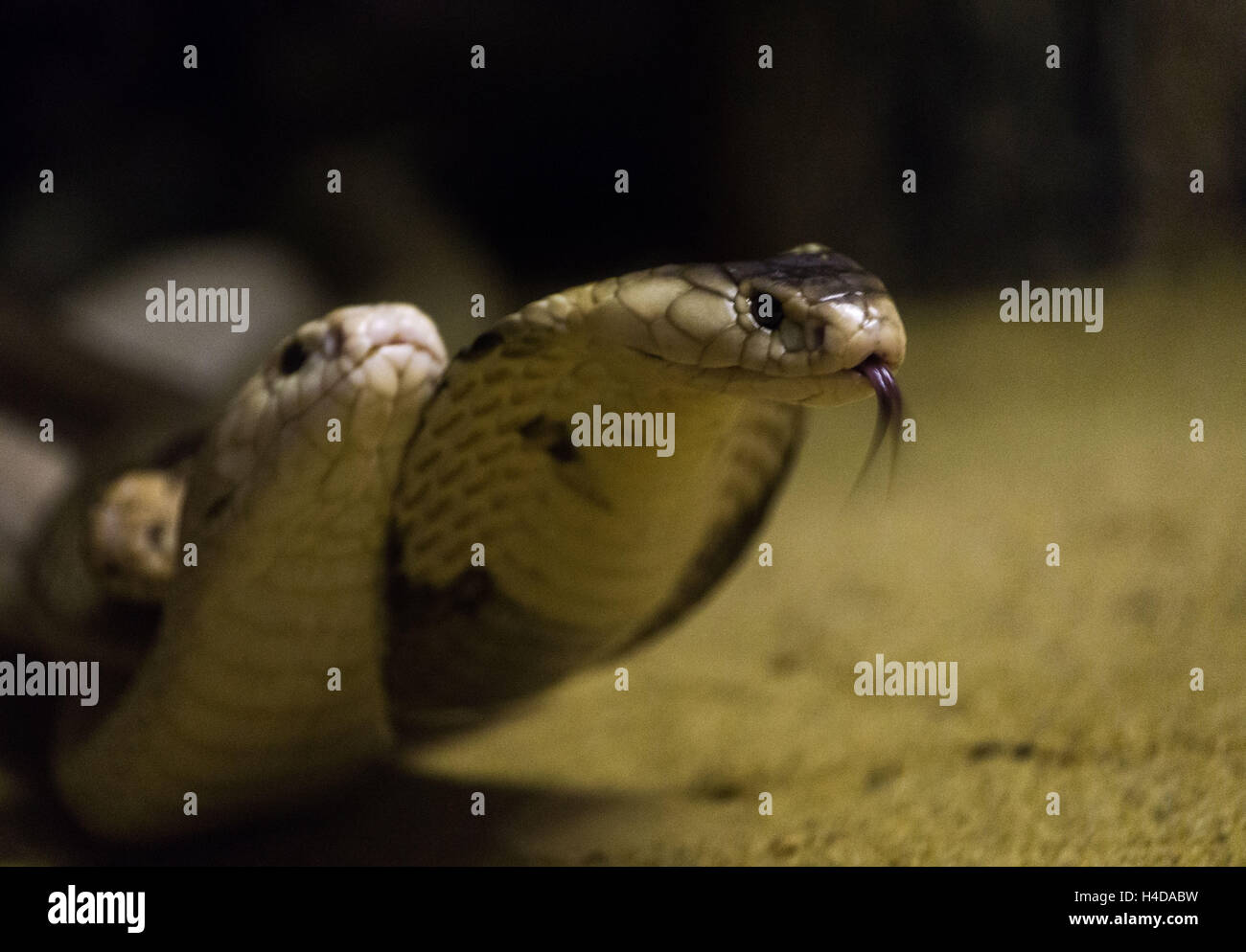 Two cobras hi-res stock photography and images - Alamy