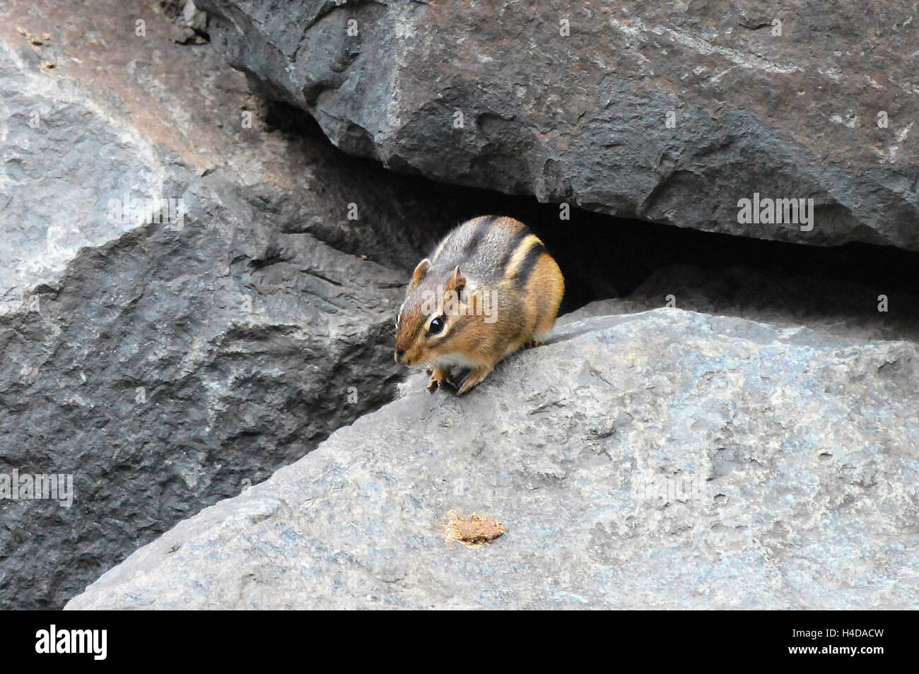 Black chipmunk hi-res stock photography and images - Alamy