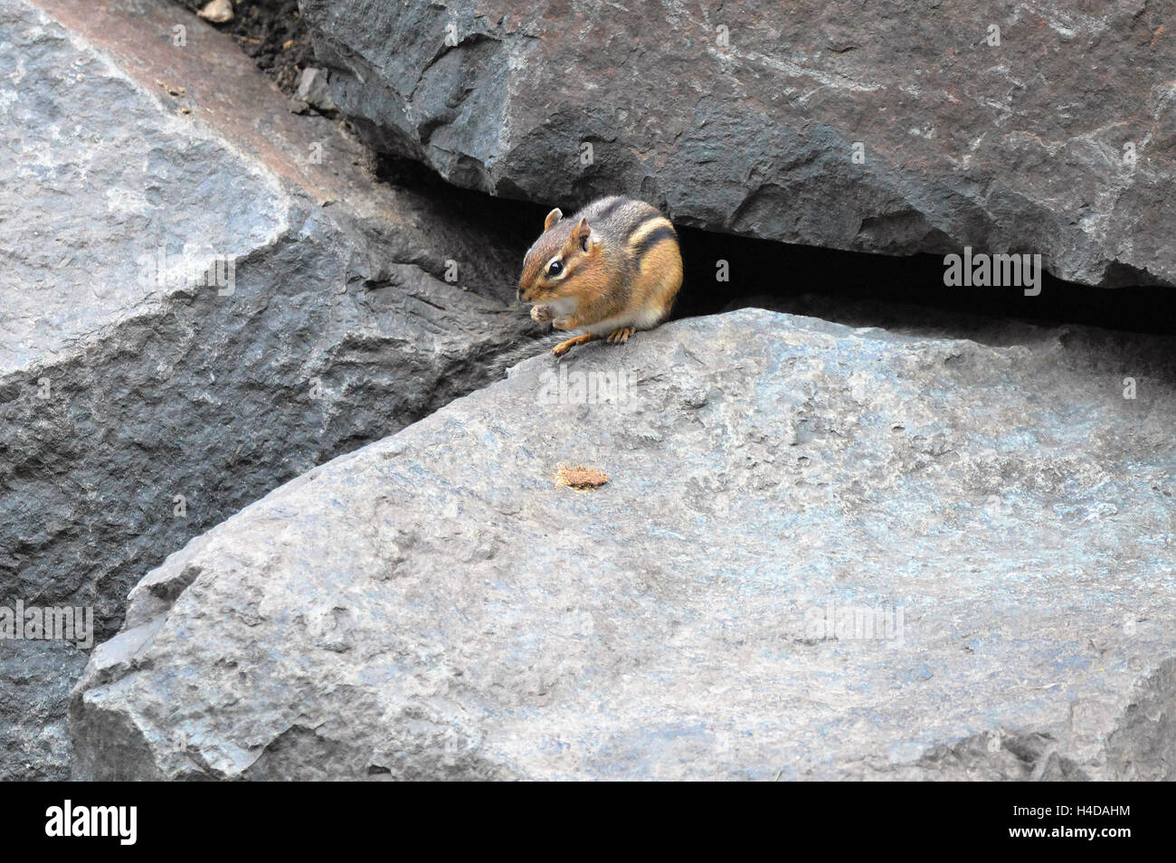 Black chipmunk hi-res stock photography and images - Alamy