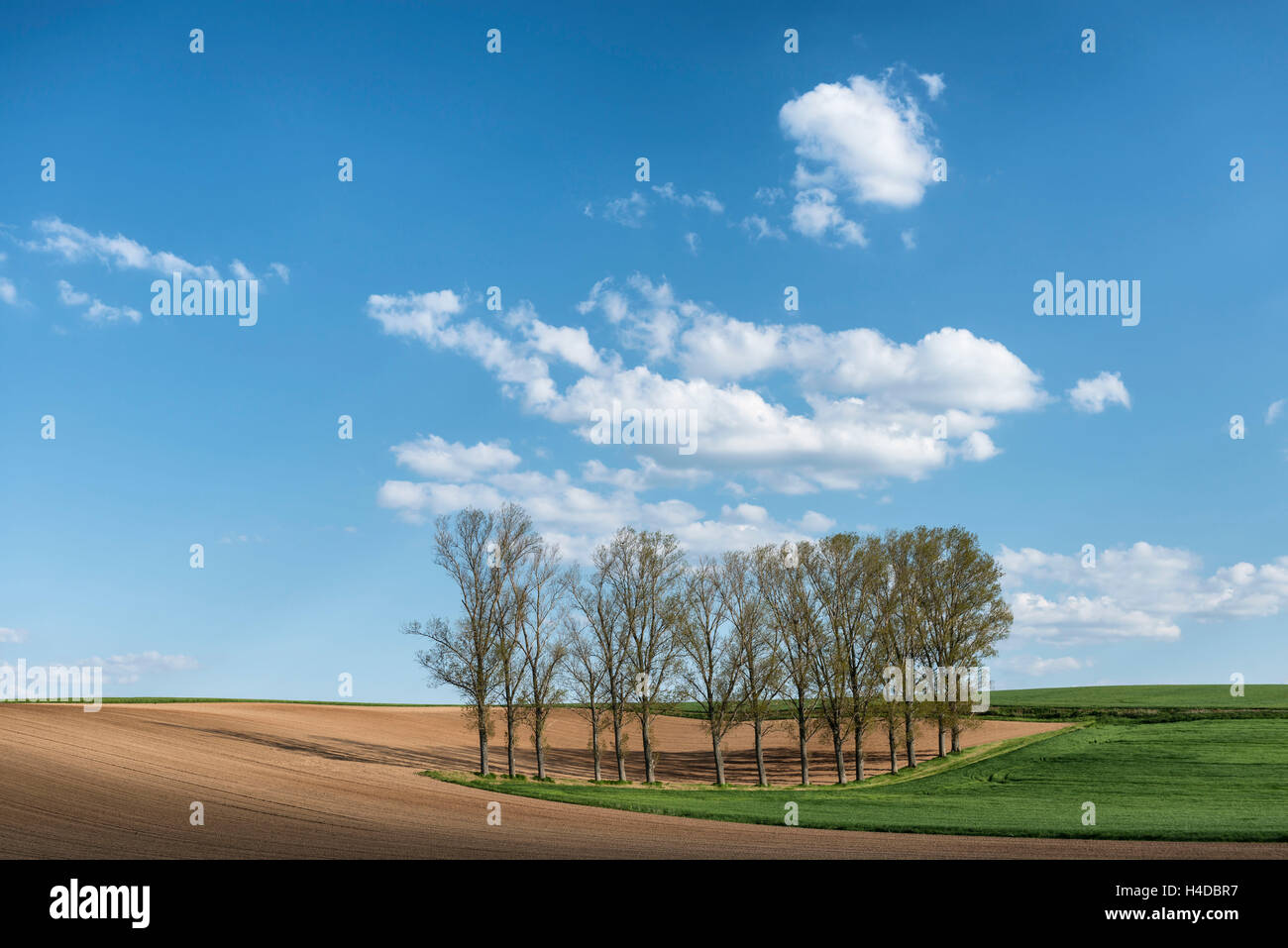 Pure home, Hessen, Germany, spring scenery in the ode wood Stock Photo ...