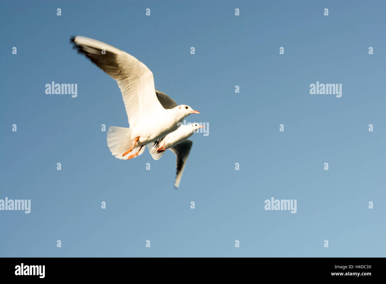 Seagulls fly over waters of sea Stock Photo - Alamy