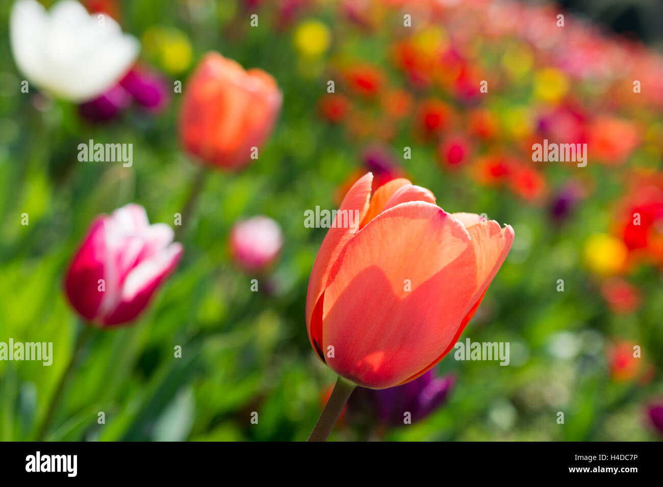 tulips of various colors in nature in spring time Stock Photo - Alamy