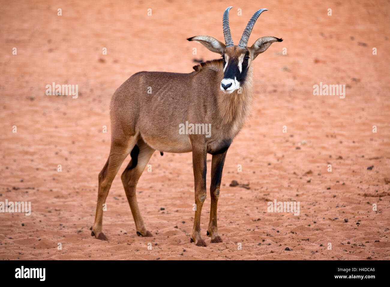 Wild oryx grazing in a national park on the Waterberg Plateau in ...