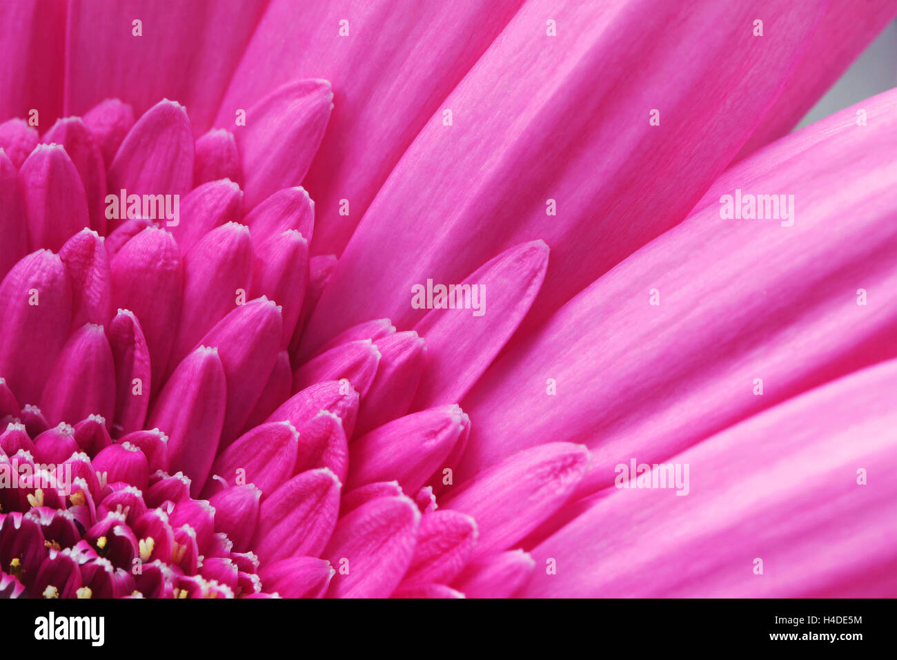 Beautiful bright pink gerbera flower macro close up photo Stock Photo ...