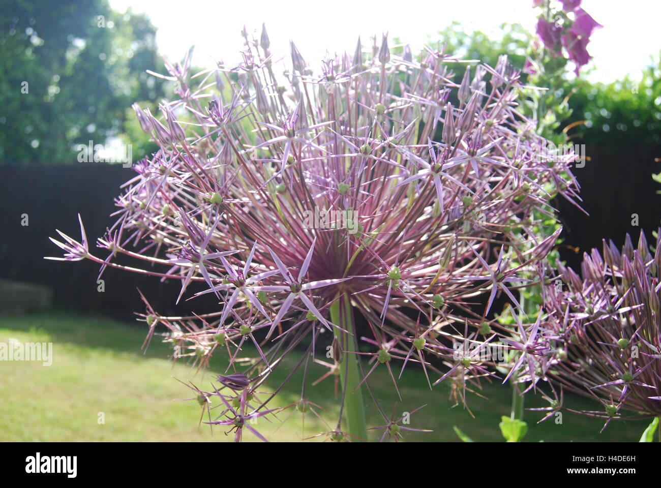 Pink Flowers, Allium Stock Photo - Alamy