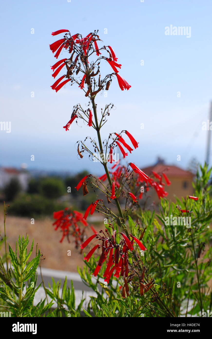 Flower feild hi-res stock photography and images - Alamy