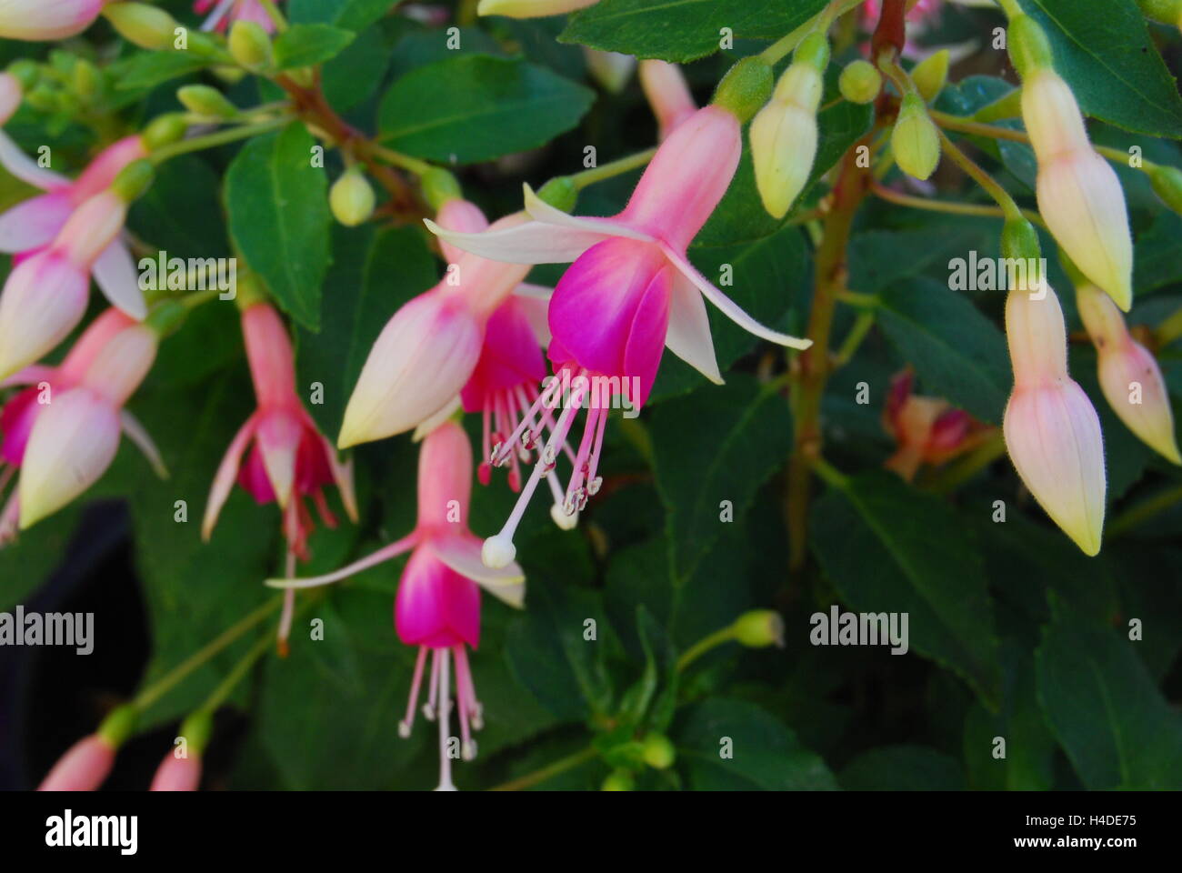 Pink flower fingers hi-res stock photography and images - Alamy