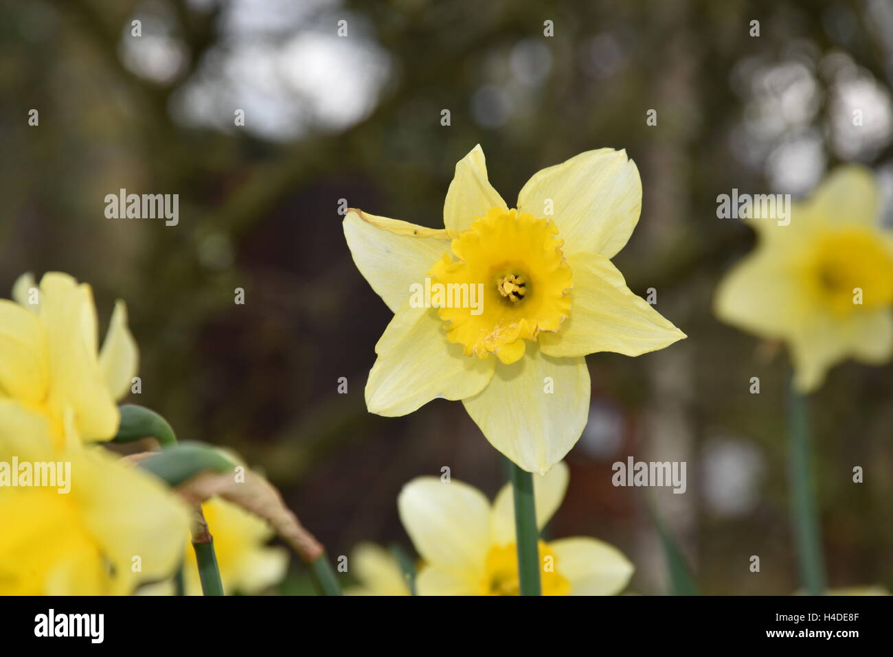 Beautiful spring gardens daffodils hi-res stock photography and images ...