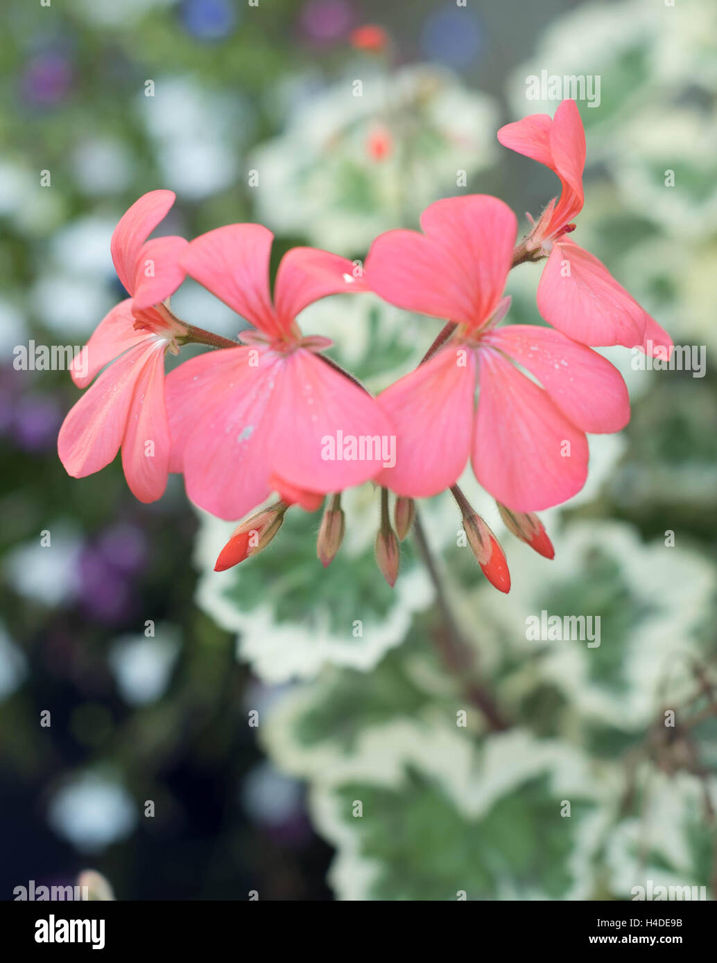 Purple flowers of cyprus hi-res stock photography and images - Alamy