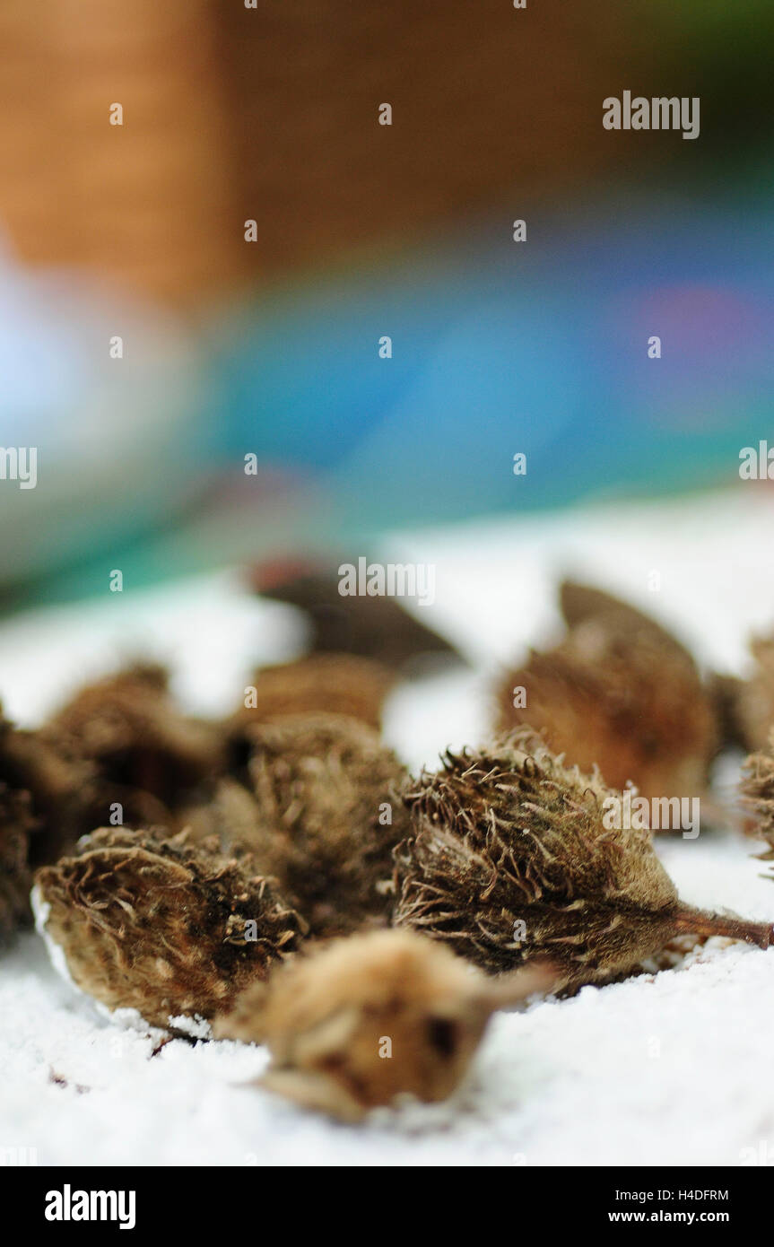 beechnuts, fruits, Achäne, detail Stock Photo - Alamy