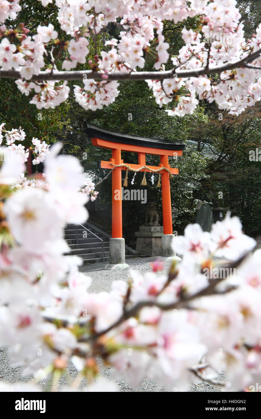 Torii gate cherry blossoms hi-res stock photography and images - Alamy