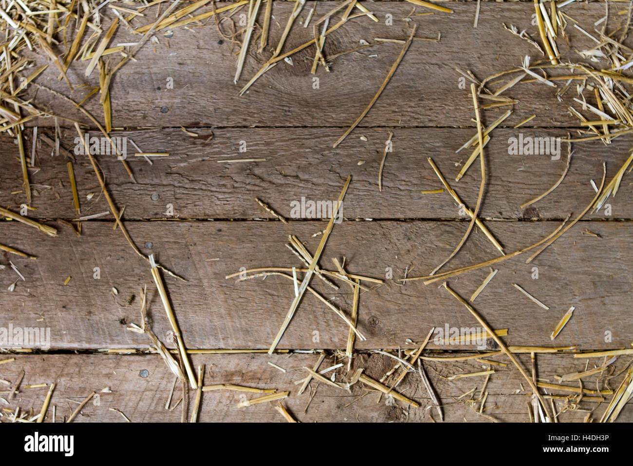 Hay scattered on wood floor, looking down Stock Photo - Alamy