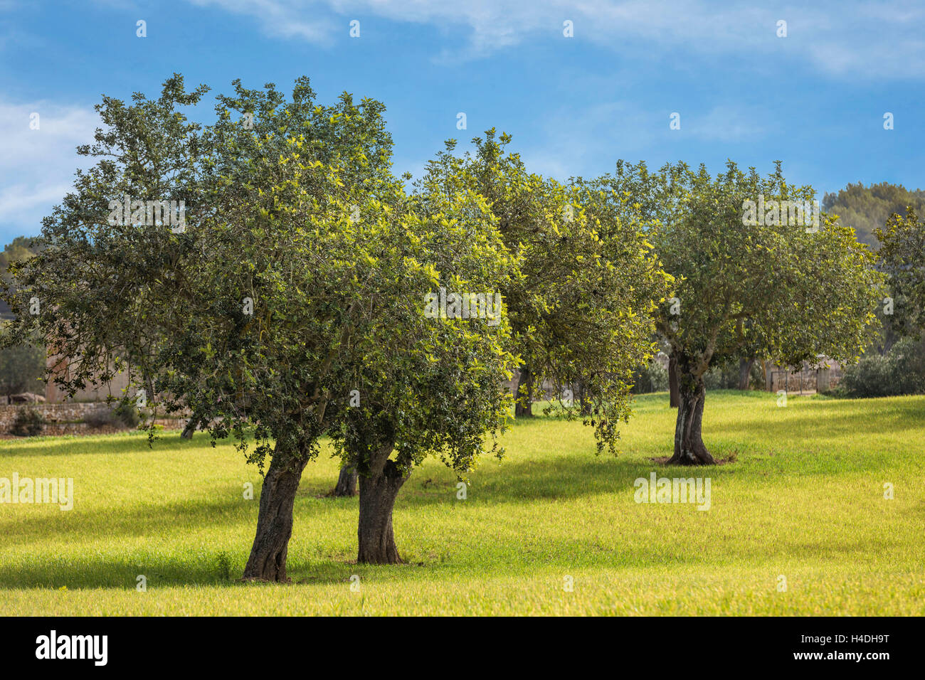 Olive trees on Majorca, Spain, Majorca, the Balearic Islands, Balearic ...