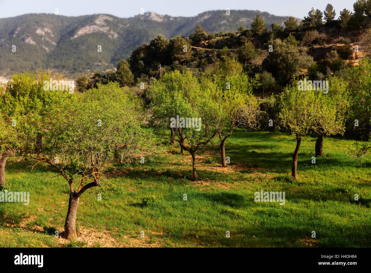 Olive trees, Majorca, Spain, the Balearic Islands Stock Photo - Alamy