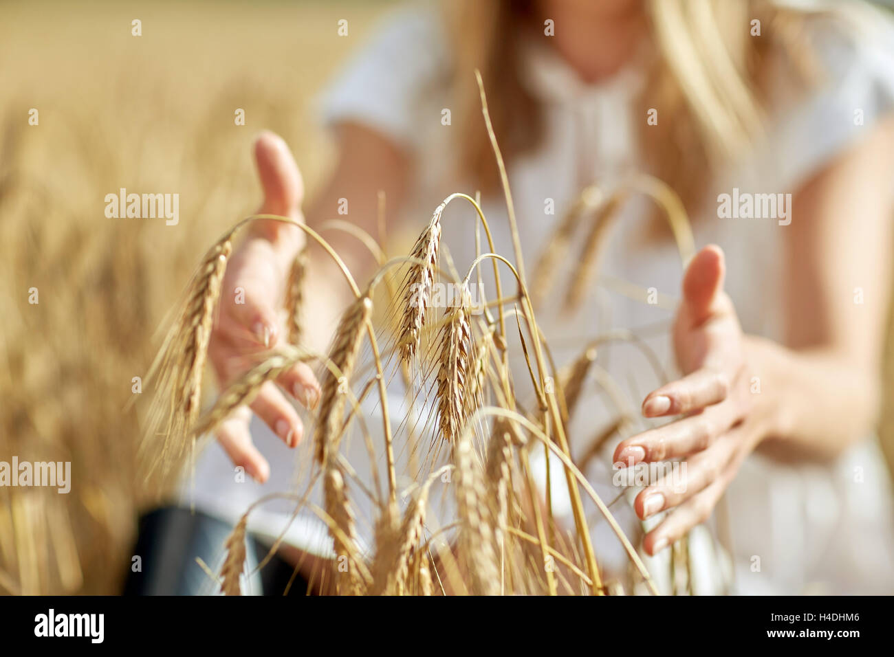 close up of woman hands in cereal field Stock Photo - Alamy